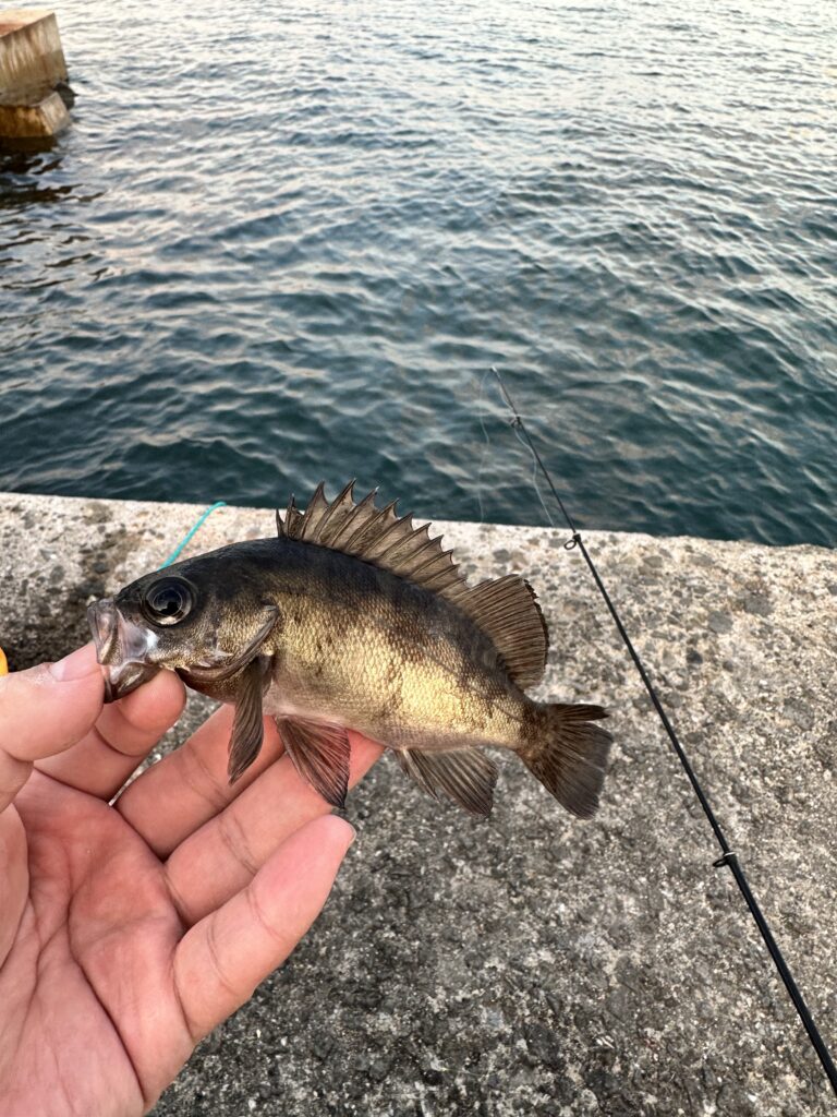 メバル | ABIYOSHI WORLD Fishing&Cooking